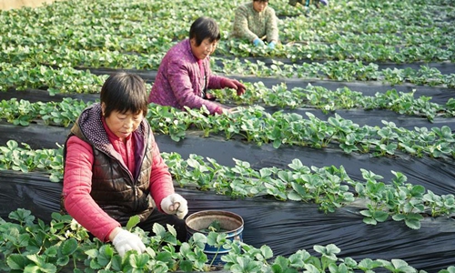 Cultivation of off-season farm produce boosts local farmers' income ...