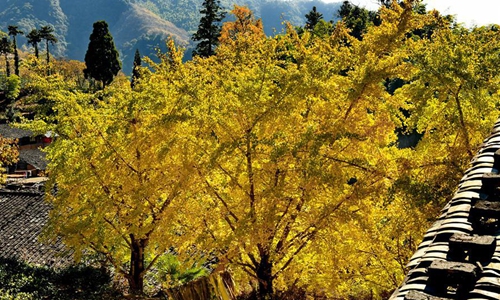 View of ginkgo trees at Daling Village in SE China's Fujian - Global Times