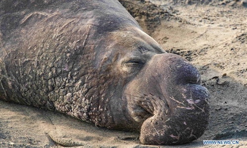Piedras Blancas elephant seal rookery in California - Global Times