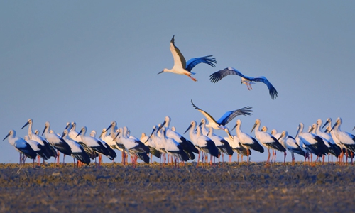 Large flock of endangered storks spotted around China-Russia border ...