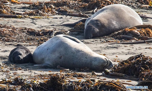Piedras Blancas elephant seal rookery in California - Global Times