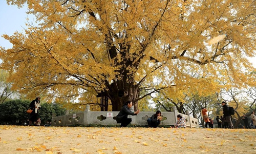 1,200-year-old ginkgo tree in Jiading District of Shanghai - Global Times