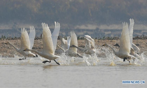 Swans seen over Fuhe River in Nanchang, E China' Jiangxi - Global Times
