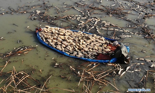 Farmers harvest lotus roots in east China's Anhui - Global Times