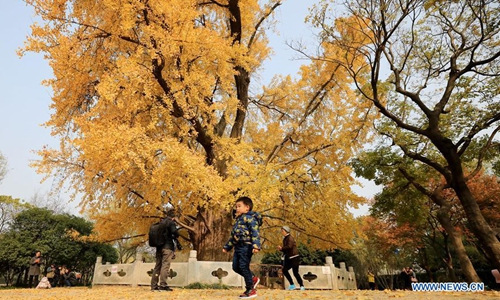 1,200-year-old ginkgo tree in Jiading District of Shanghai - Global Times