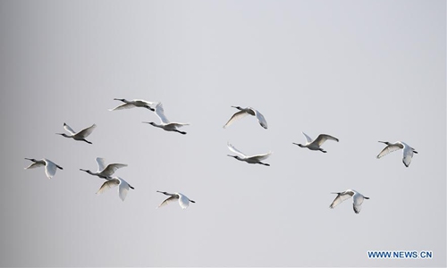 Migratory birds arrive in Hainan to spend winter - Global Times