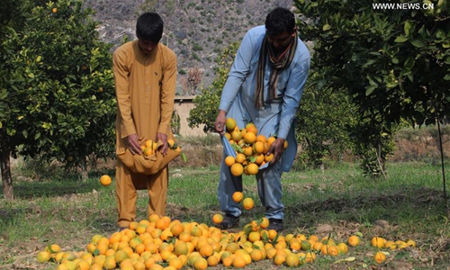 Afghan men work at orange garden in eastern Afghanistan - Global Times