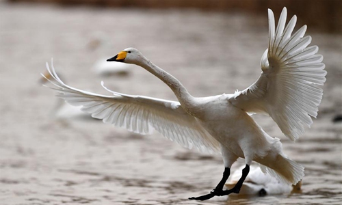 Wild swans seen at wetland in Pinglu, China's Shanxi - Global Times