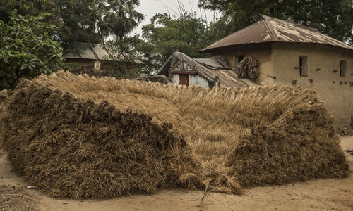 Paddy harvest season in Kolkata, India - Global Times