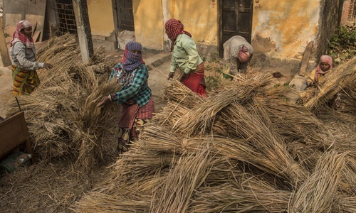 Paddy harvest season in Kolkata, India - Global Times