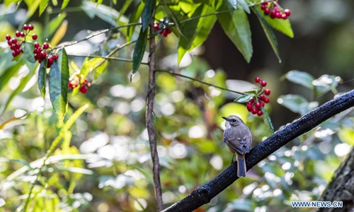 Bird watching economy booms in Sanhe village of southwest China's ...