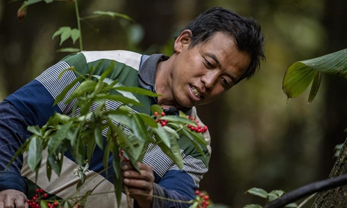 Bird watching economy booms in Sanhe village of southwest China's ...