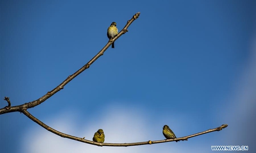Bird watching economy booms in Sanhe village of southwest China's ...