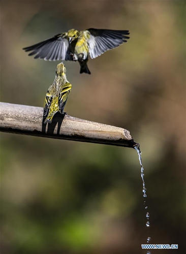 Bird watching economy booms in Sanhe village of southwest China's ...