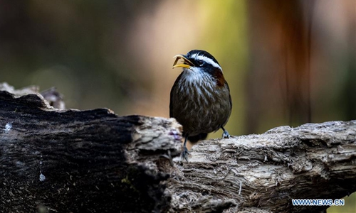 Bird watching economy booms in Sanhe village of southwest China's ...