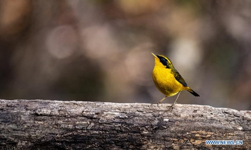 Bird watching economy booms in Sanhe village of southwest China's ...