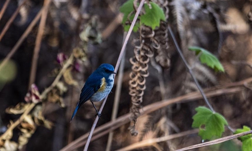 Bird watching economy booms in Sanhe village of southwest China's ...