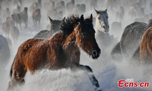 Tens of thousands of horses gallop on snowy grassland in northwest ...