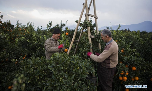 Iranian farmers harvest oranges in Mazandaran province - Global Times