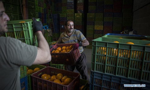 Iranian farmers harvest oranges in Mazandaran province - Global Times