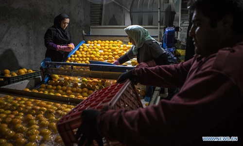Iranian farmers harvest oranges in Mazandaran province - Global Times