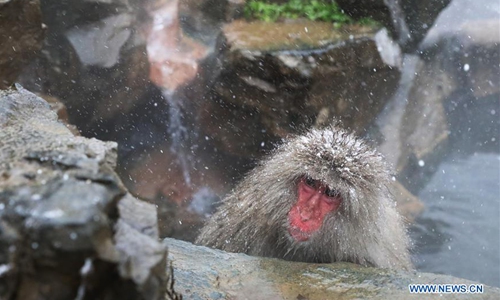 Snow monkeys enjoy hot spring in Nagano, Japan - Global Times