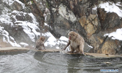 Snow monkeys enjoy hot spring in Nagano, Japan - Global Times