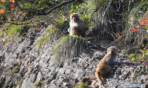 Wild macaques at Small Three Gorges scenic area in Wushan County, SW ...