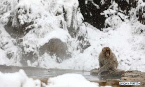 Snow monkeys enjoy hot spring in Nagano, Japan - Global Times