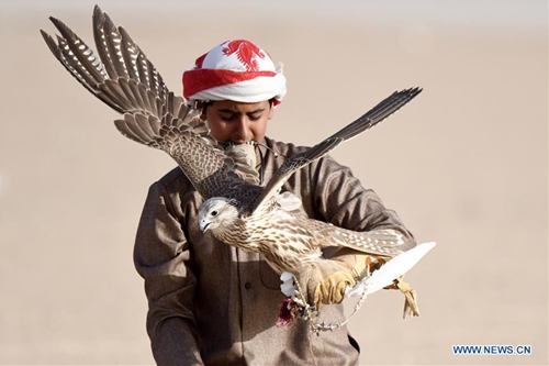 Falcon training show held in Kuwait - Global Times