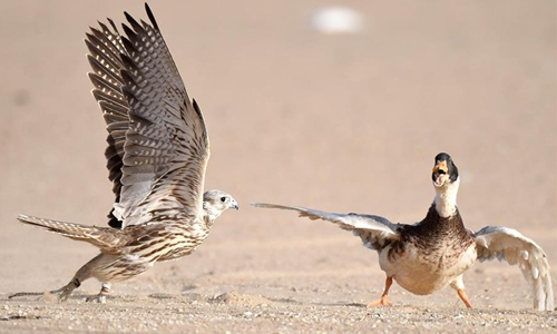 Falcon training show held in Kuwait - Global Times