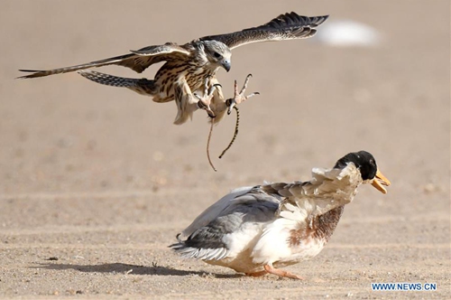 Falcon training show held in Kuwait - Global Times