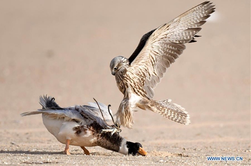 Falcon training show held in Kuwait - Global Times