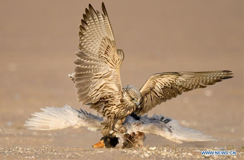 Falcon training show held in Kuwait - Global Times