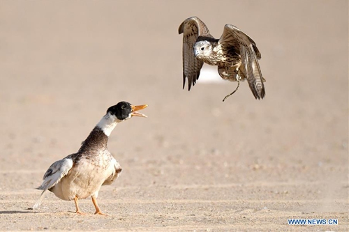 Falcon training show held in Kuwait - Global Times