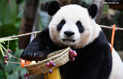 Staff prepares fruits, vegetables for giant pandas in Haikou, S China's ...