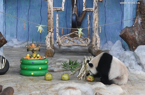 Staff prepares fruits, vegetables for giant pandas in Haikou, S China's ...
