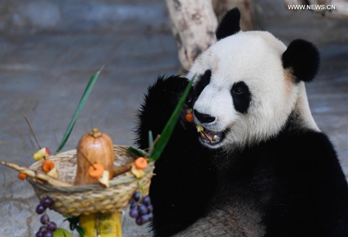 Staff prepares fruits, vegetables for giant pandas in Haikou, S China's ...
