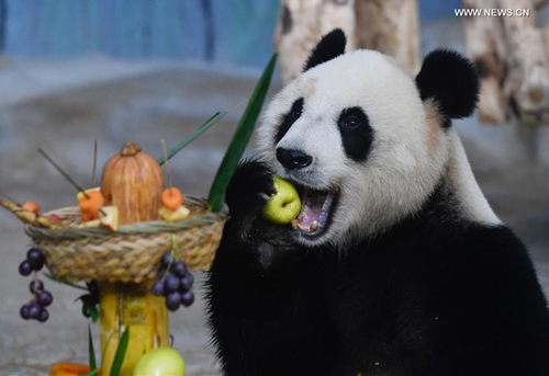 Staff prepares fruits, vegetables for giant pandas in Haikou, S China's ...