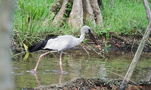 Asian openbill storks seen in Singapore - Global Times