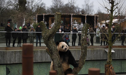 Tourists look at giant panda at Copenhagen Zoo in Denmark - Global Times