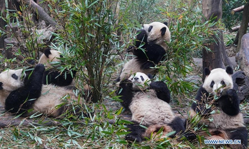 Tourists come to see giant pandas during New Year holiday - Global Times