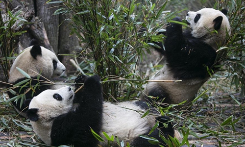 Tourists come to see giant pandas during New Year holiday - Global Times