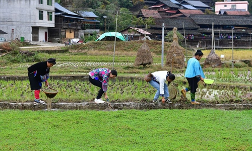 River snail rice noodles benefit the impoverished households in S China ...
