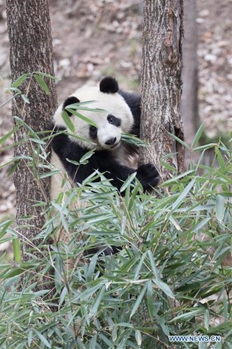 Two giant pandas transfered to China's Shaanxi to adapt to natural ...