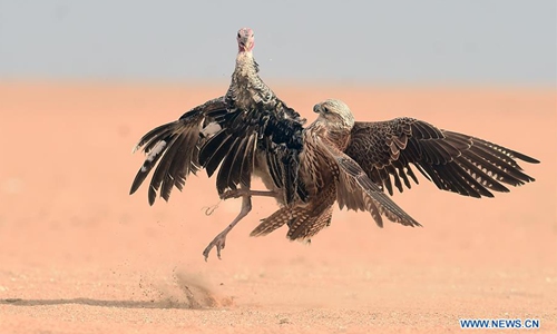 Falcon hunting show held in Kuwait - Global Times