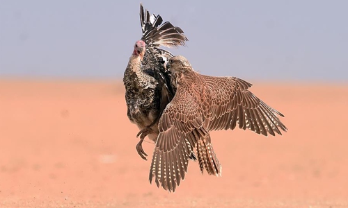 Falcon hunting show held in Kuwait - Global Times