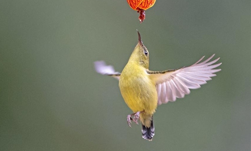 Fork-tailed sunbirds eat nectar at West Lake Park in Fuzhou - Global Times