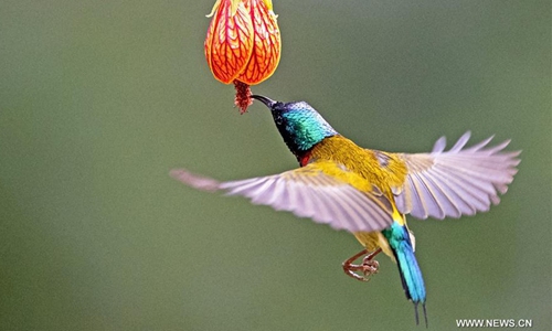 Fork-tailed sunbirds eat nectar at West Lake Park in Fuzhou - Global Times