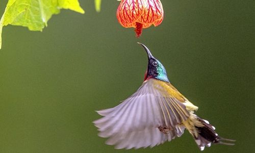 Fork-tailed sunbirds eat nectar at West Lake Park in Fuzhou - Global Times